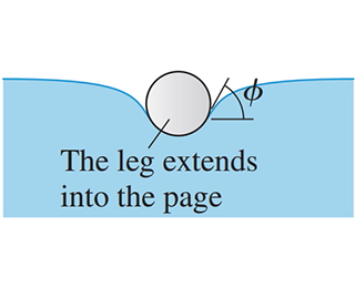 Solved Water striders (Figure 1) are well known for being | Chegg.com