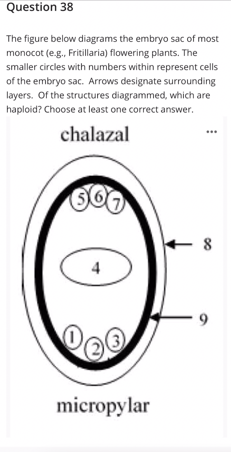 Solved The figure below diagrams the embryo sac of most | Chegg.com