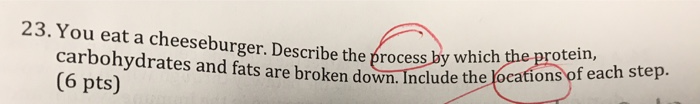 Solved 23. You eat a cheeseburger. Describe the brocess by | Chegg.com