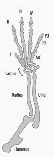 Solved (12 pts) The diagram to the right shows the mouse | Chegg.com