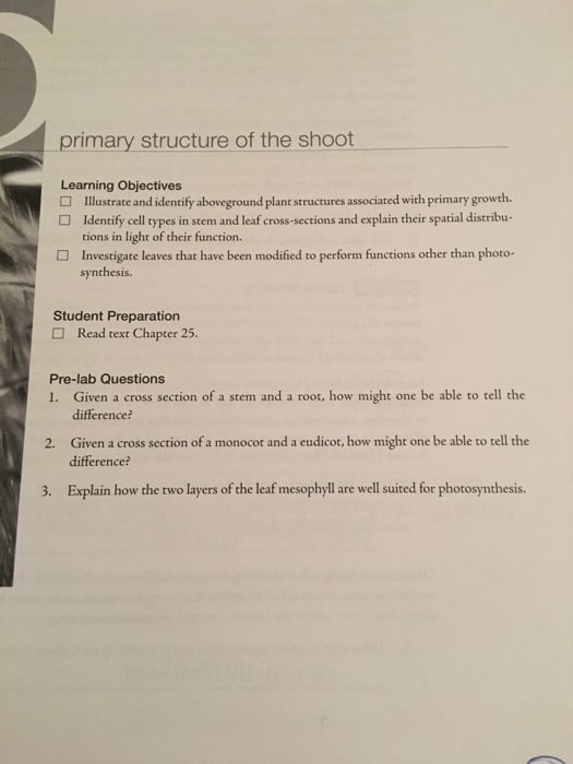 Solved primary structure of the shoot Learning Objectives | Chegg.com