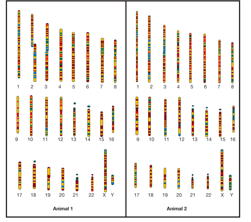 Solved Which karyotype is from a human? Animal 2 Animal | Chegg.com
