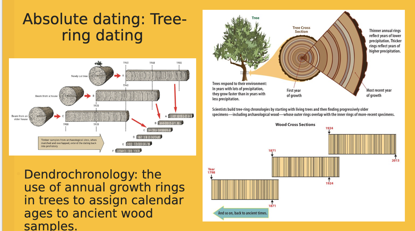 Solved Tree Absolute dating: Tree- ring dating Tree Cross | Chegg.com