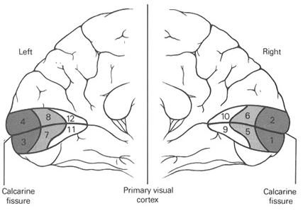 Solved The other answer on Chegg for this question is wrong; | Chegg.com