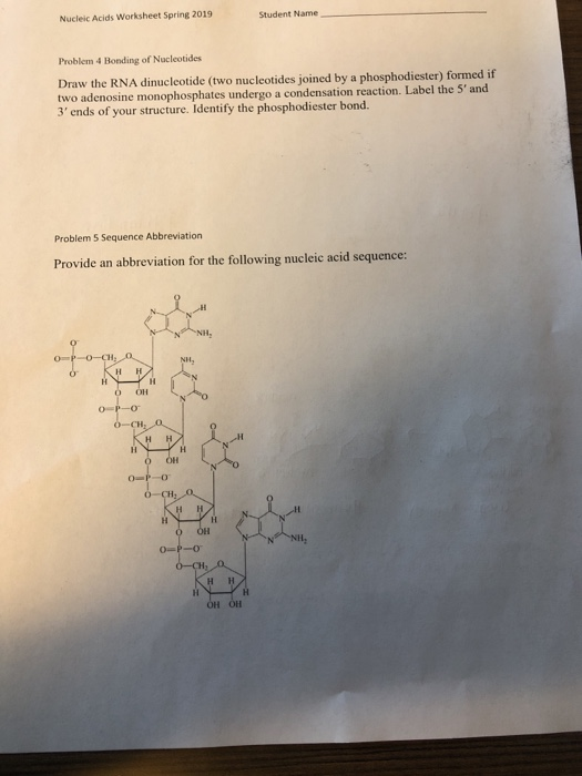 Solved Nucleic Acids Worksheet Spring 2019 Student Name | Chegg.com