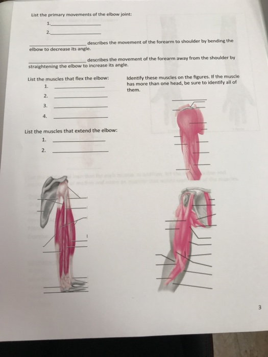 Solved List the primary movements of the elbow joint: | Chegg.com