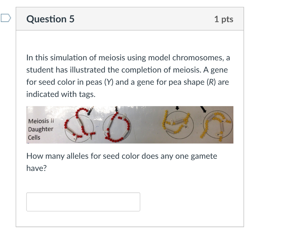 Solved In this simulation of meiosis using model | Chegg.com