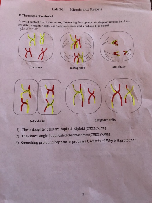 Solved Lab 16 Mitosis and Meiosis E. The stages of melosis I | Chegg.com