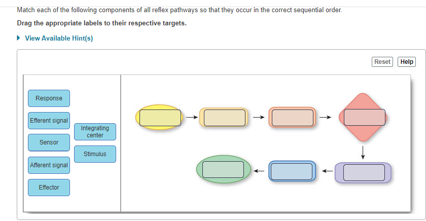Solved Match each of the following components of all reflex | Chegg.com