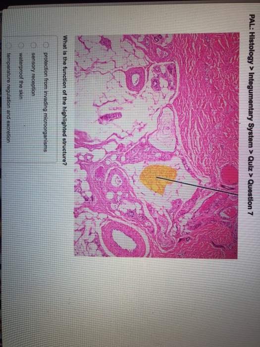 Solved PAL: Histology > Integumentary System Qulz Question 7 | Chegg.com Solved PAL: Histology > Integumentary System Qulz Question 7 | Chegg.com