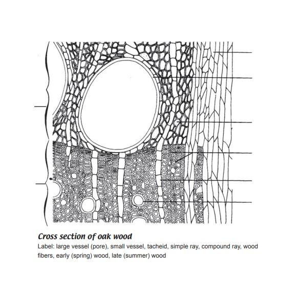 Solved Cross section of oak wood Label: large vessel (pore), | Chegg.com