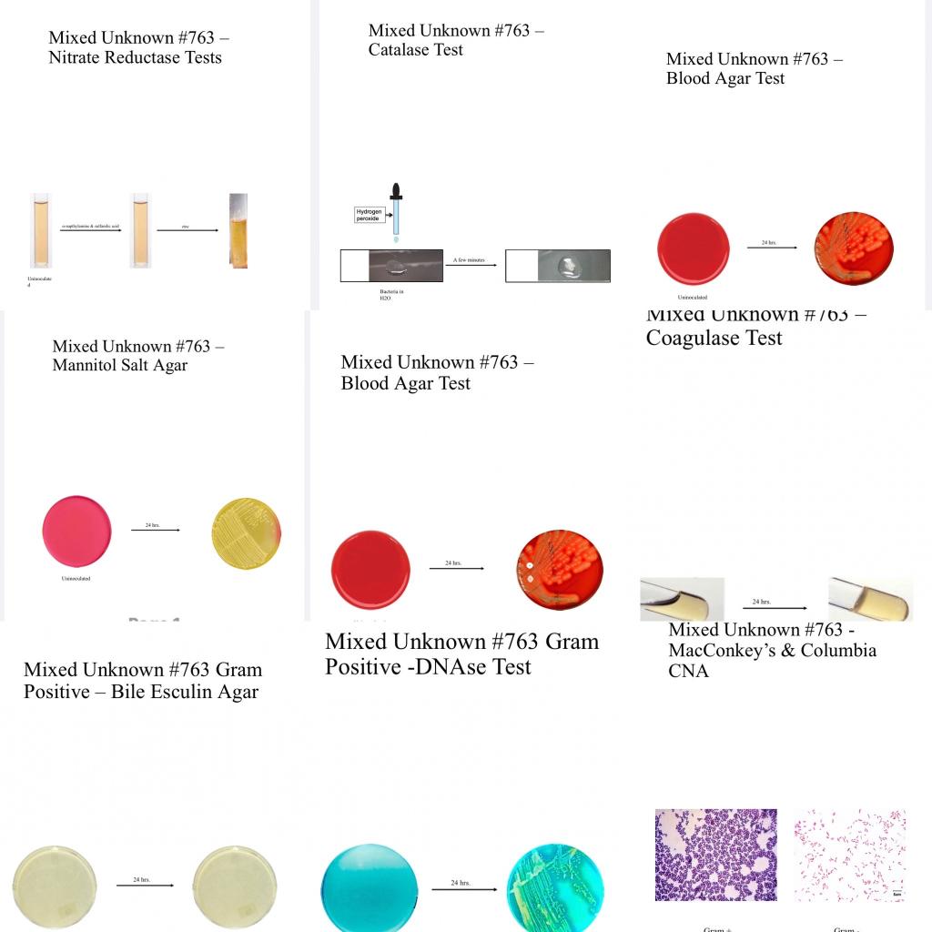 Solved Mixed Unknown Identification Form Unknown 'Patient | Chegg.com