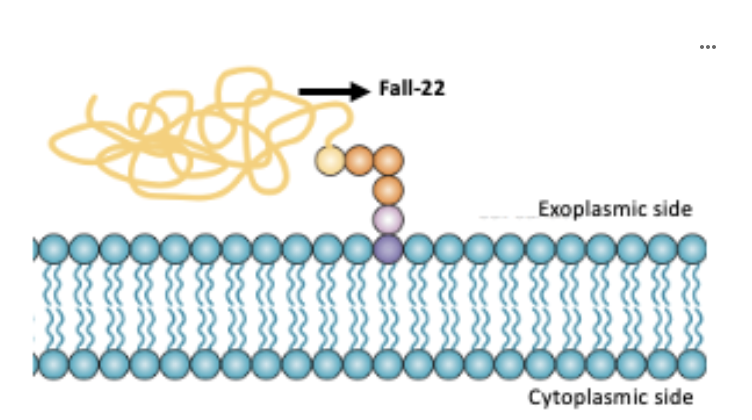 Solved ... Exoplasmic side Cytoplasmic side "Fall-22" is | Chegg.com