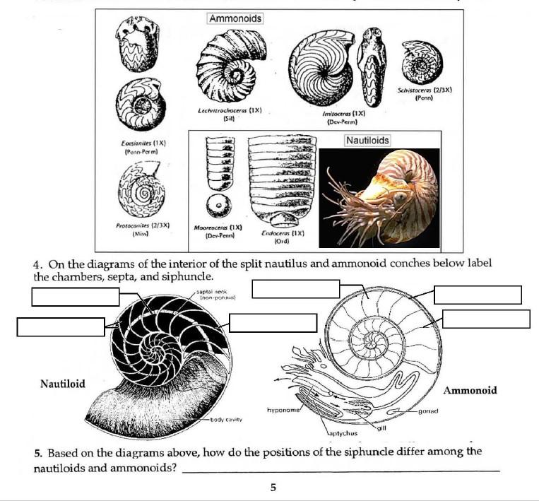 Solved Ammonoids Schistoceres (2/3x) (Penn) | Chegg.com