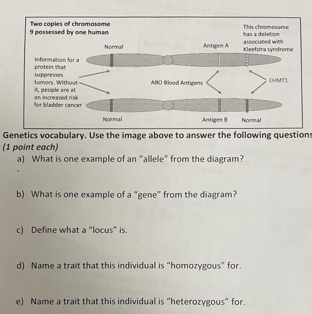 Solved Genetics vocabulary. Use the image above to answer | Chegg.com