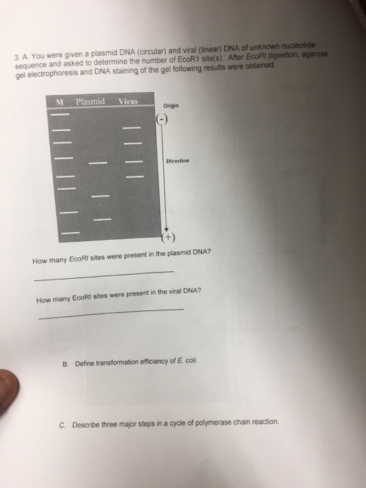 Solved 3. A You were given a plasmid DNA (circular) and | Chegg.com