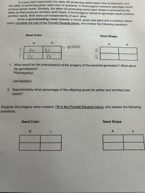 Solved In a pes plant experiment, the allele (R) producing | Chegg.com