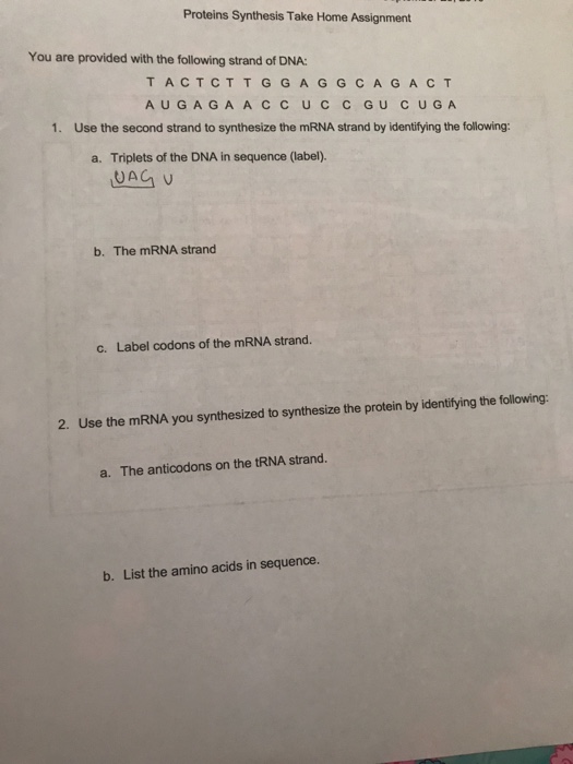 Solved Proteins Synthesis Take Home Assignment You are | Chegg.com