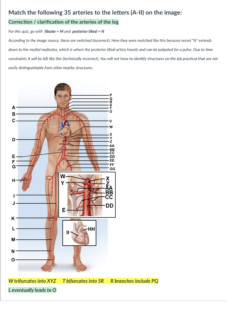 Solved Match to image: anterior tibial aorta | Chegg.com
