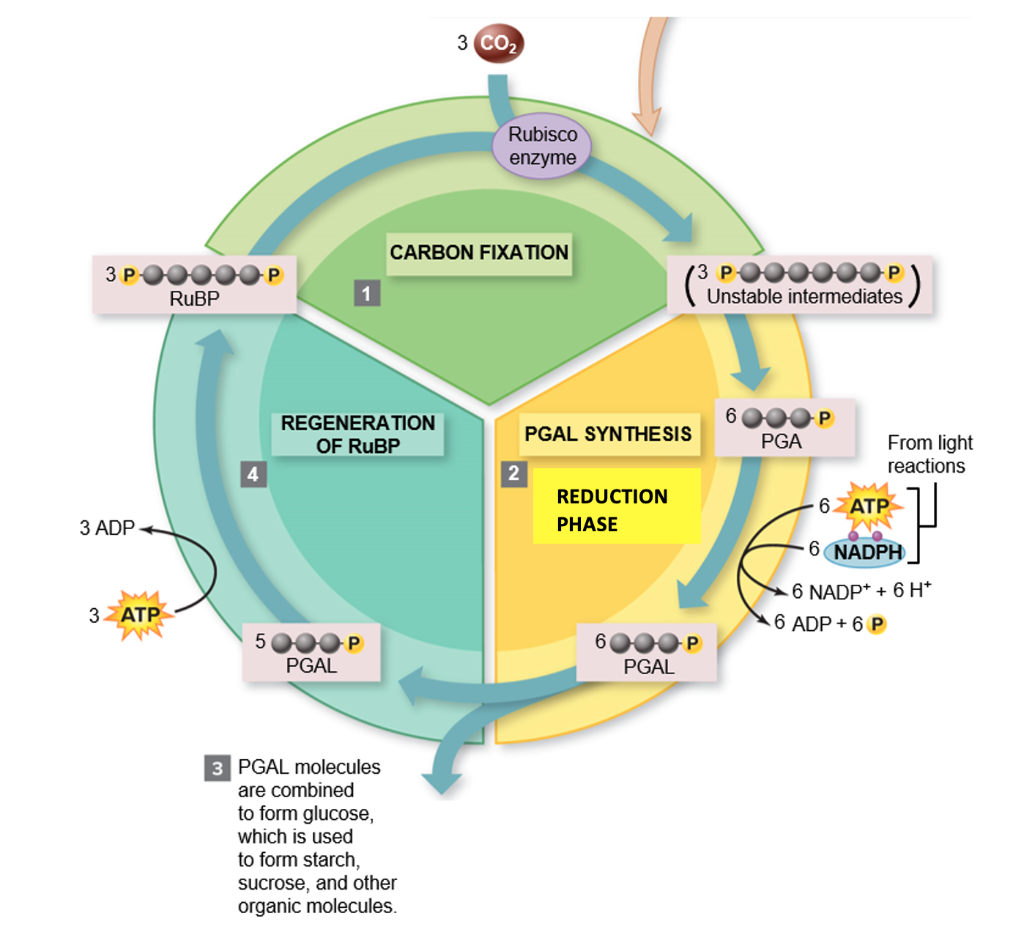 Solved Please this picture to that may help with the | Chegg.com
