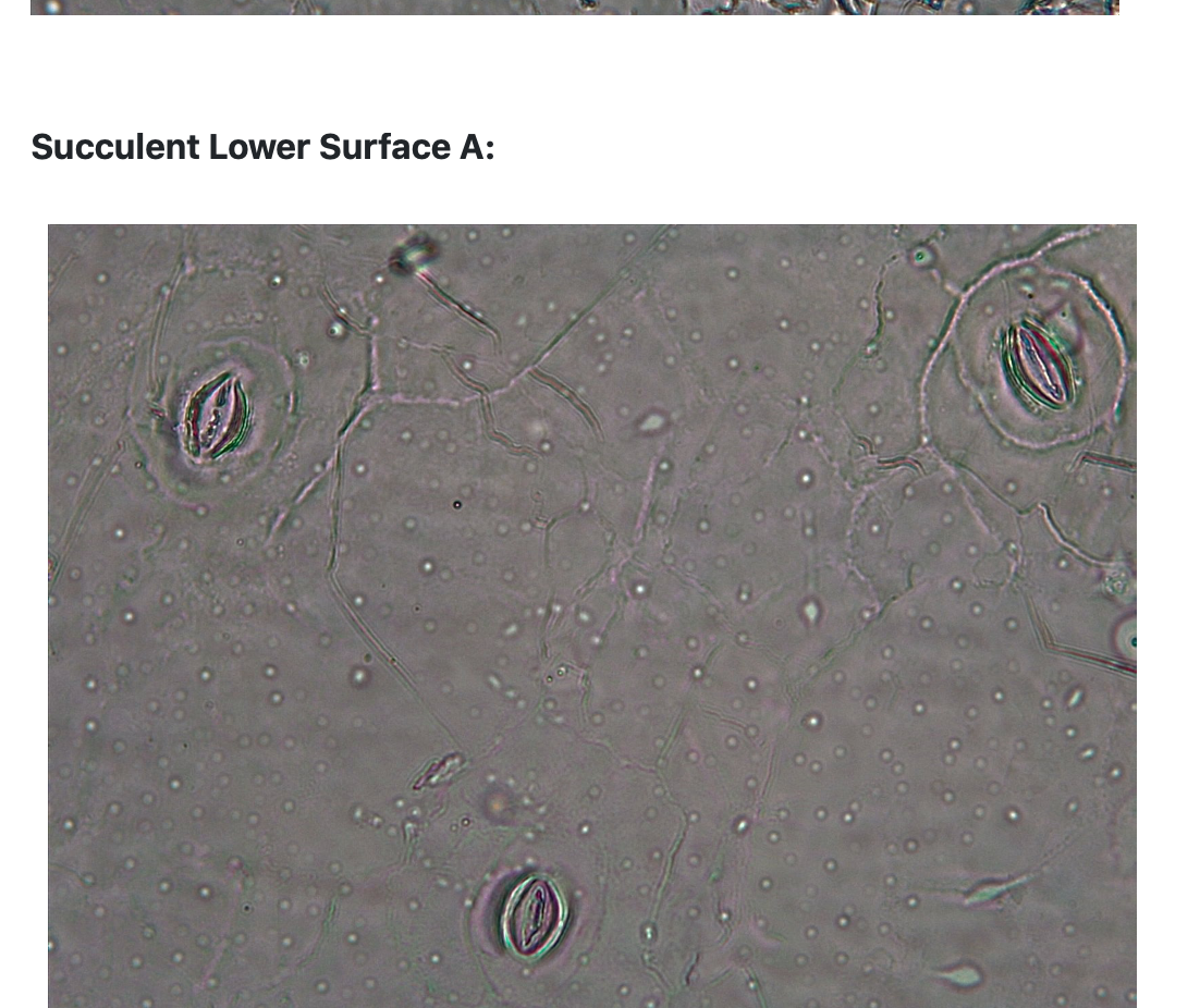 DISTRIBUTION OF STOMATA ACTIVITY Table 2. Density of | Chegg.com