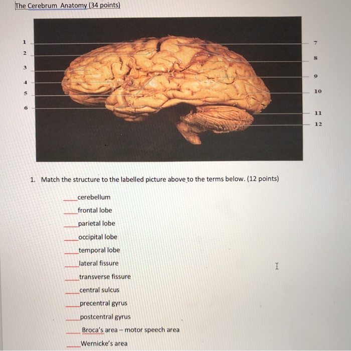 Solved The Cerebrum Anatomy (34 points) 7 8 10 12 Match the | Chegg.com