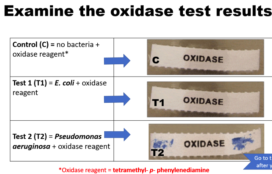 Oxidase Test VetBact
