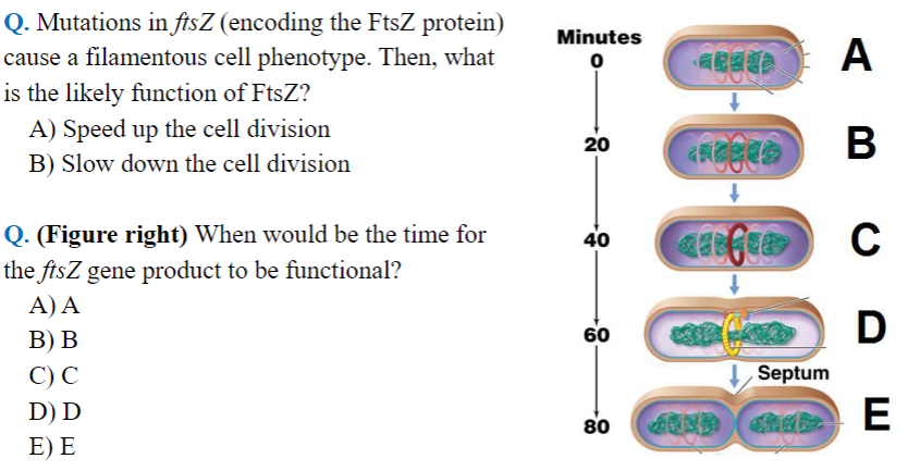 Solved Q. Mutations in ftsZ (encoding the FtsZ protein) | Chegg.com