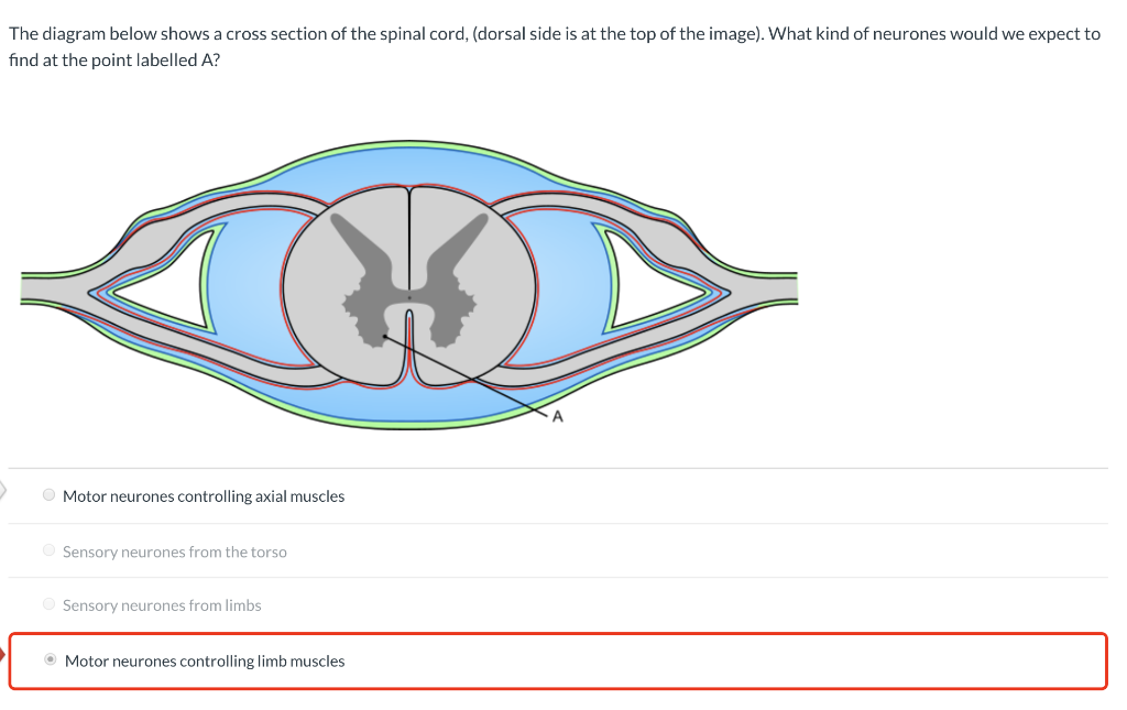 Solved The diagram below shows a cross section of the spinal | Chegg.com