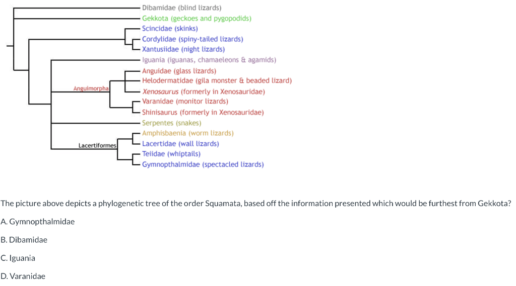 Solved Anguimorpha Dibamidae (blind lizards) Gekkota | Chegg.com