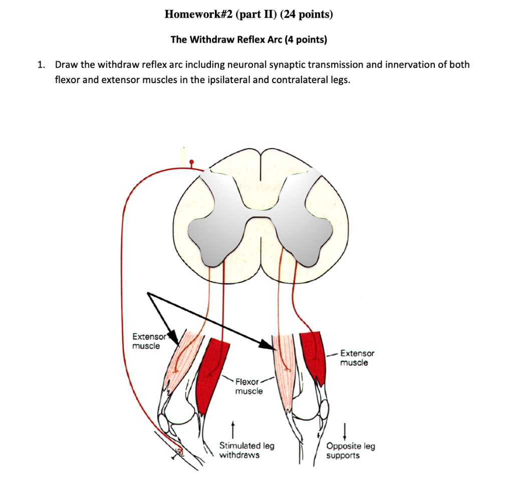 Solved Homework#2 (part II) (24 points) The Withdraw Reflex | Chegg.com