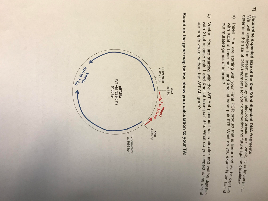 Solved ze of the Xbal/Xhol digested DNA fragments Determine | Chegg.com