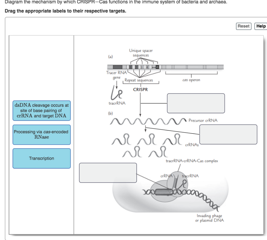 Solved Diagram the mechanism by which CRISPR-Cas functions | Chegg.com