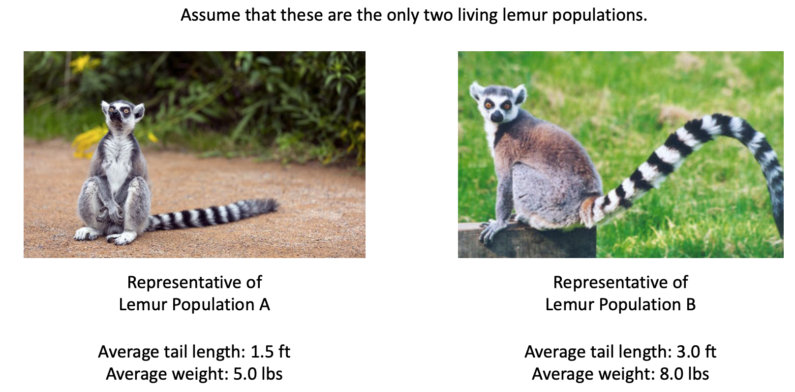 Solved Assume that these are the only two living lemur | Chegg.com
