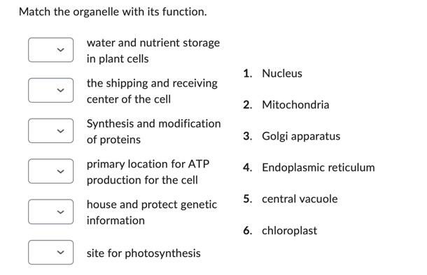 Solved Match the organelle with its function. water and | Chegg.com