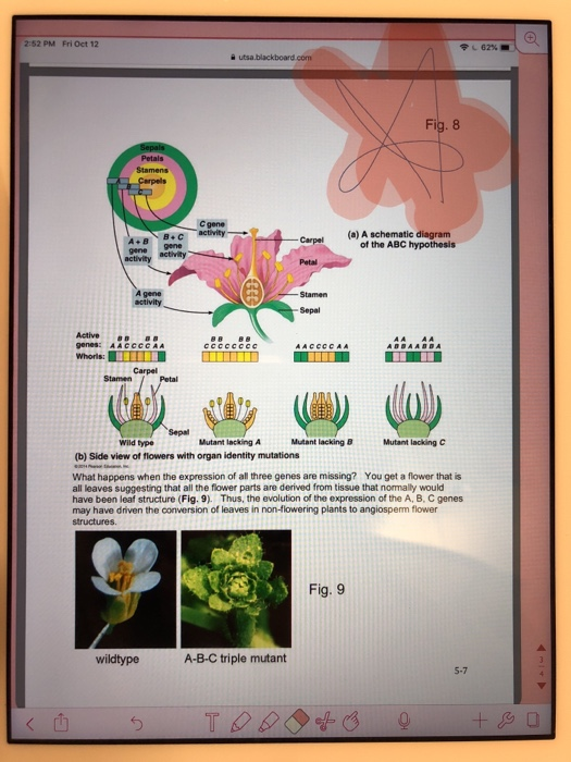 Solved 2:52 PM Frí Oct 12 1 62%- Fig. 8 Petals Stamens C | Chegg.com