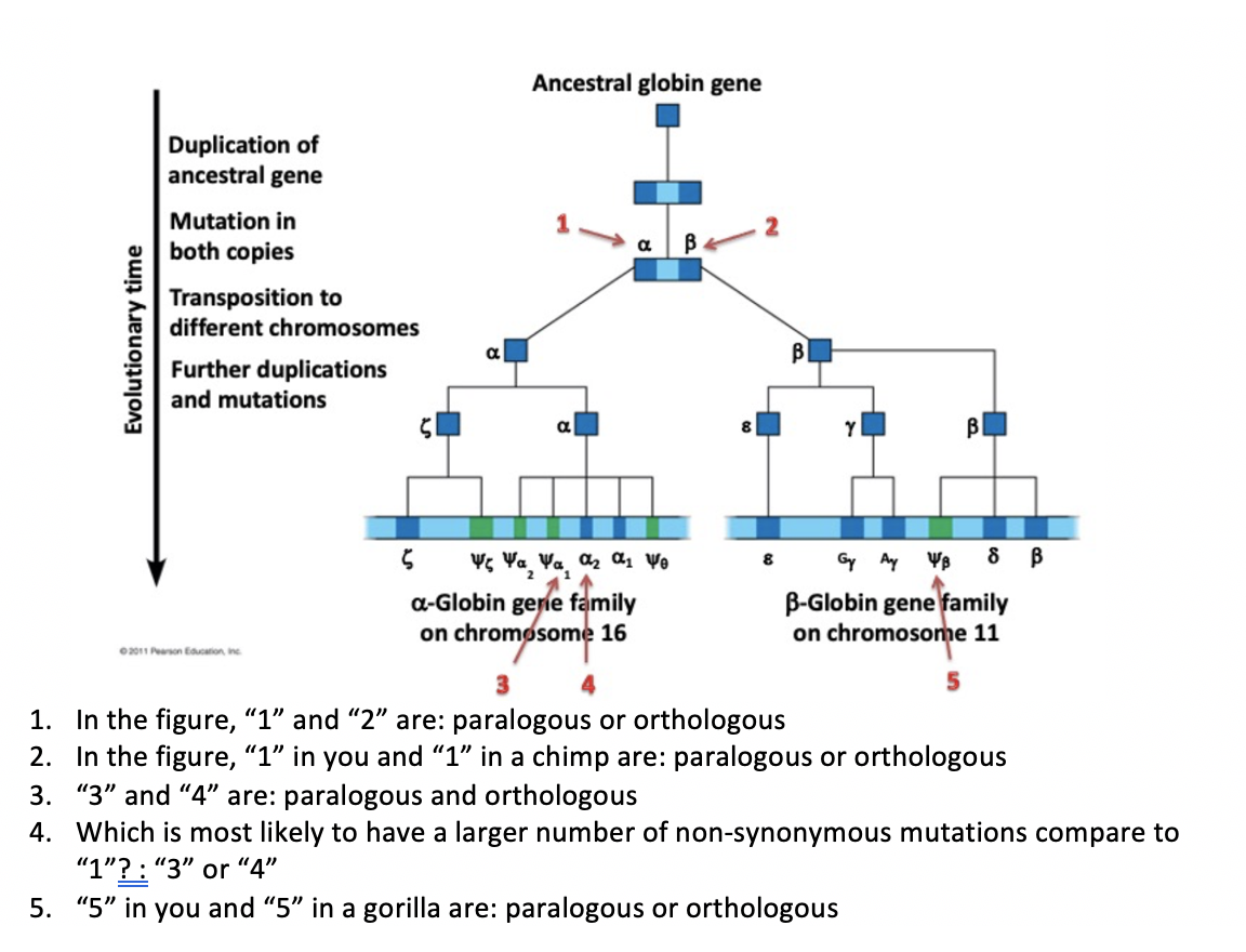 Ancestral globin gene 2 B Evolutionary time | Chegg.com