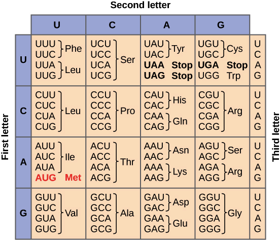 Solved The DNA sequence below encodes the beginning of an | Chegg.com