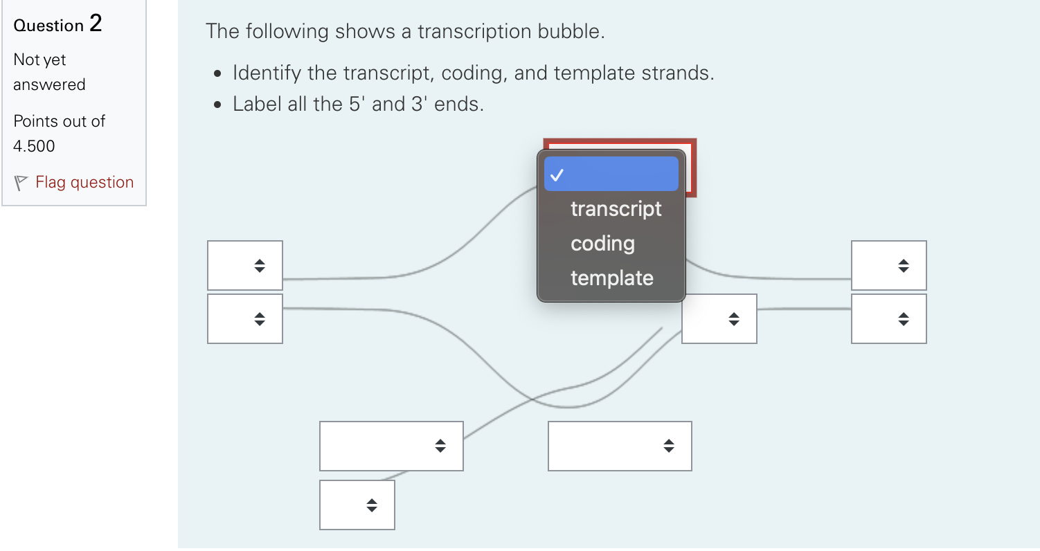 Solved The following shows a transcription bubble. - | Chegg.com