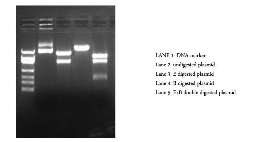 Solved 1 LANE 1- DNA marker Lane 2: undigested plasmid Lane | Chegg.com