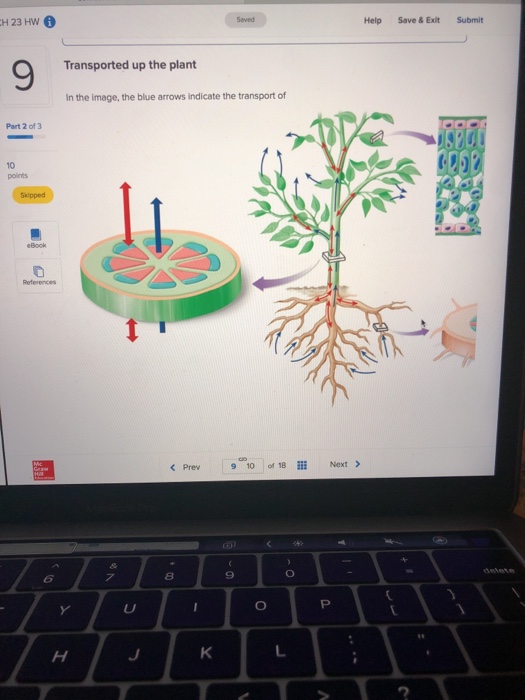 Solved Help Save & Exit Submit Xylem vs. phloem Classify | Chegg.com