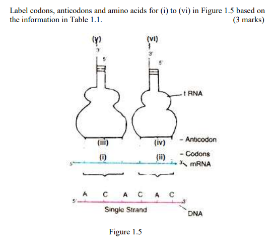 Solved Label codons, anticodons and amino acids for (i) to | Chegg.com
