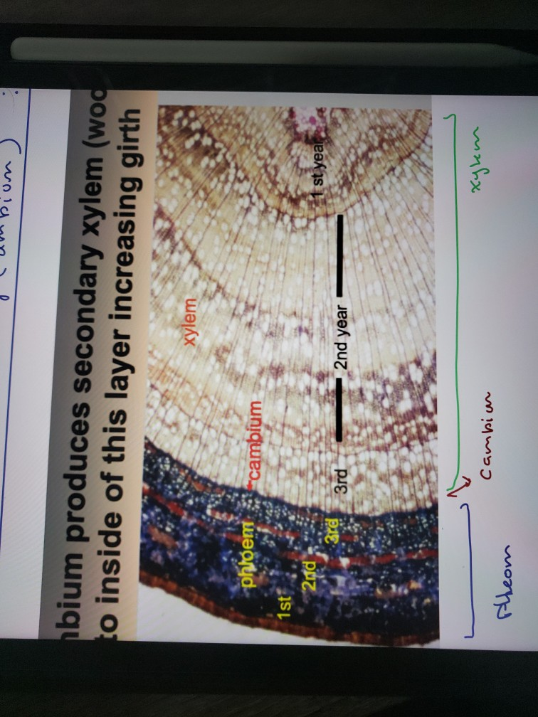 Solved this is a tree ring. which is the most recent xylem | Chegg.com