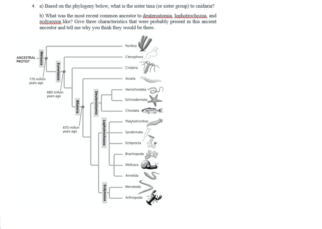 Solved 4. a) Based on the phylogeny below, what is the | Chegg.com