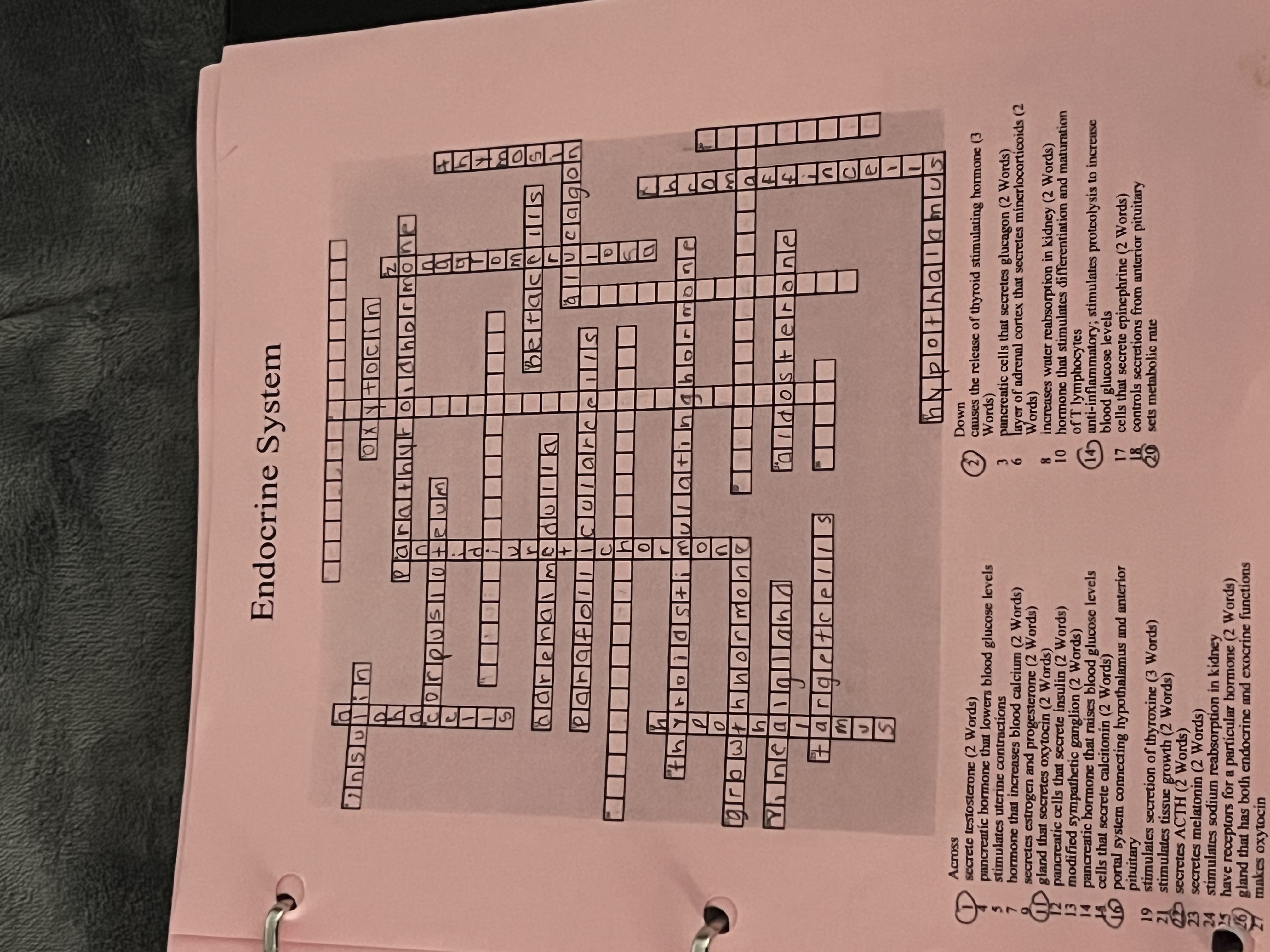 Solved crossword endocrine system i need help with | Chegg.com