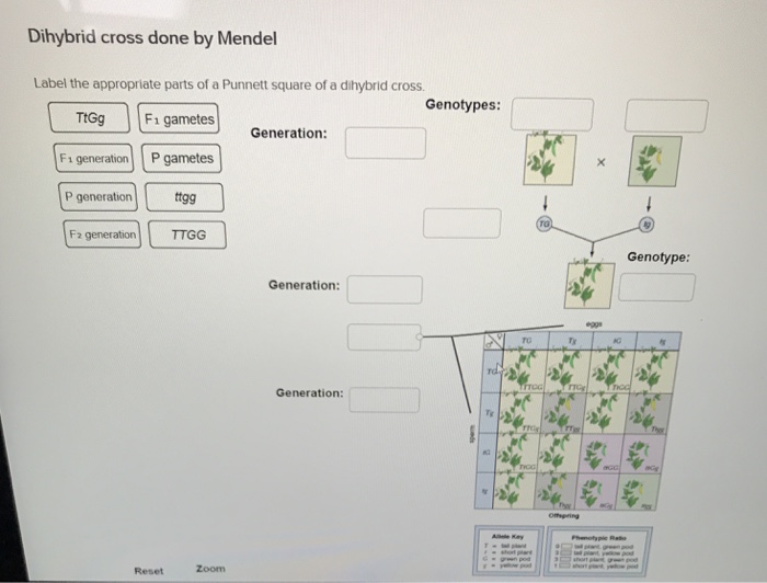 Solved Dihybrid cross done by Mendel Label the appropriate | Chegg.com