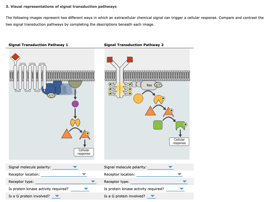 Solved Signal molecular polarity: Nonpolar/Polar Receptor | Chegg.com