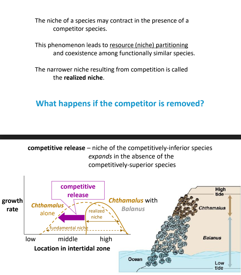 Solved Balanus balanoides larvae settle throughout | Chegg.com