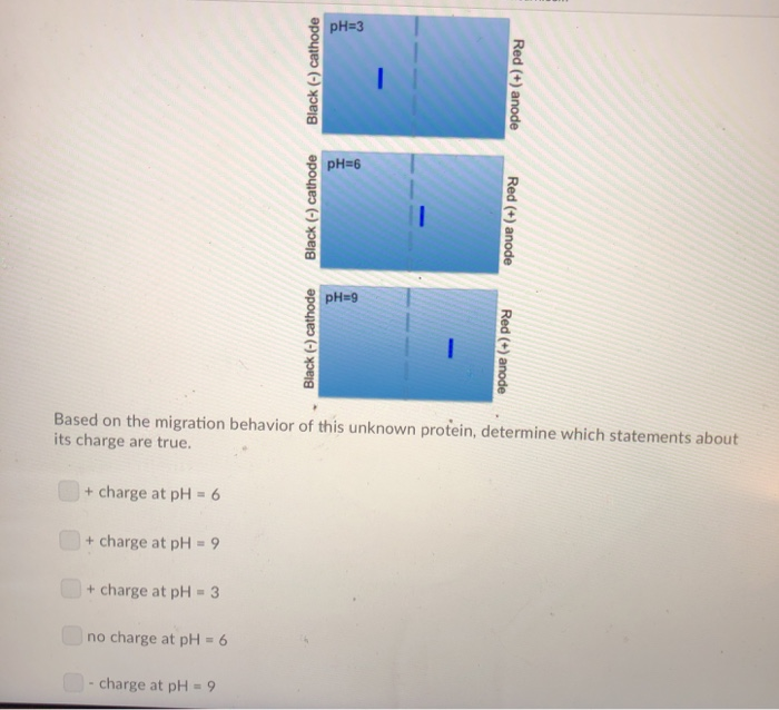 Solved pH 3 pH-6 pH-9 Based on the migration behavior of | Chegg.com