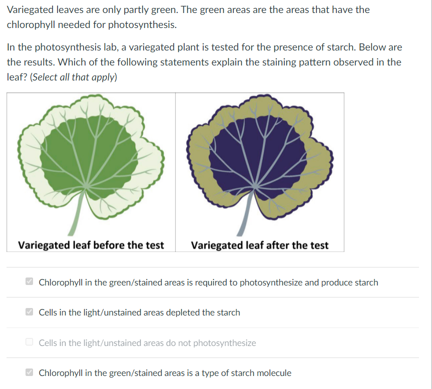 Solved Variegated leaves are only partly green. The green | Chegg.com